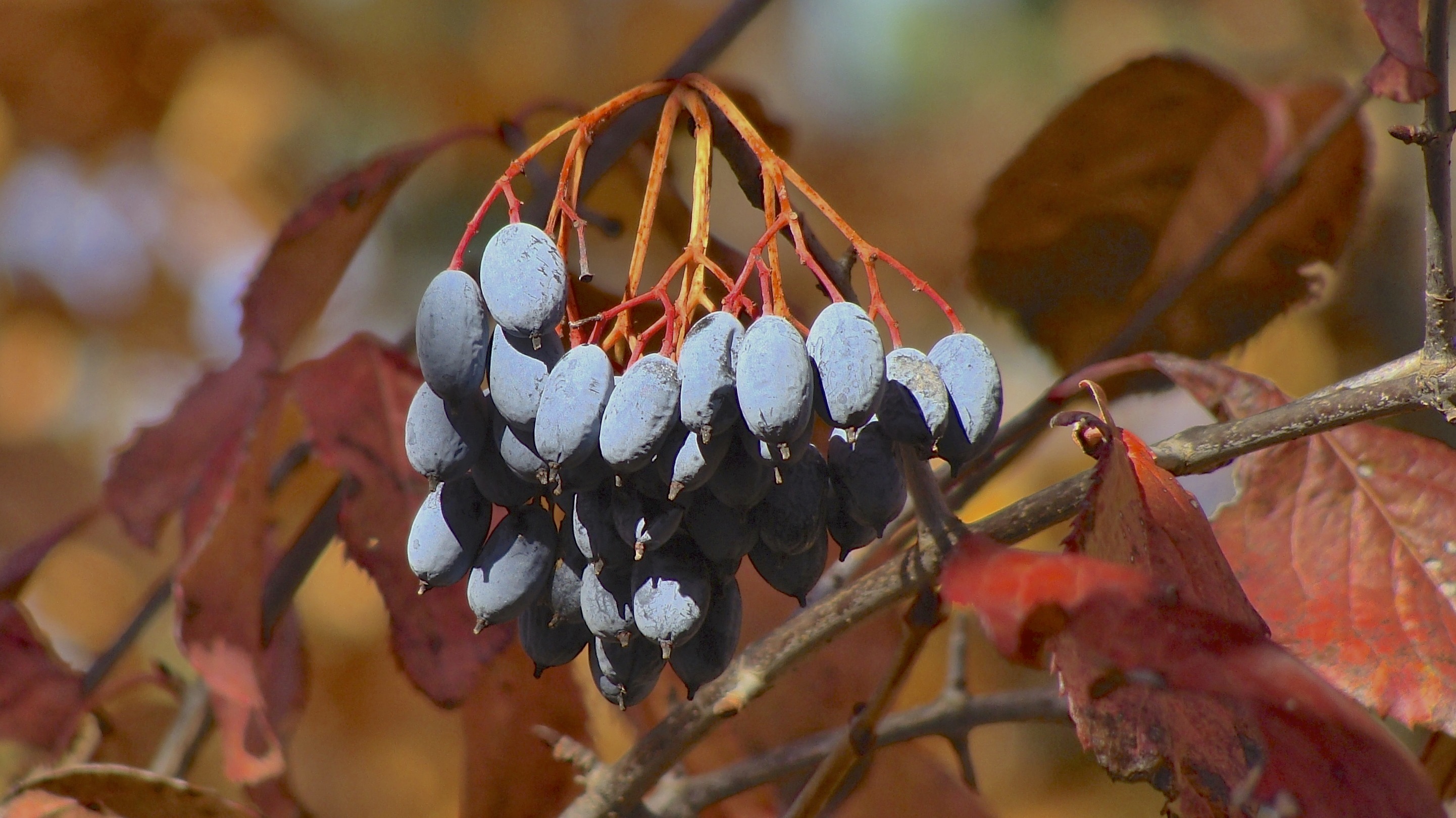 Arkansas Native Plants – Trees | Arkansas Native Plant Society