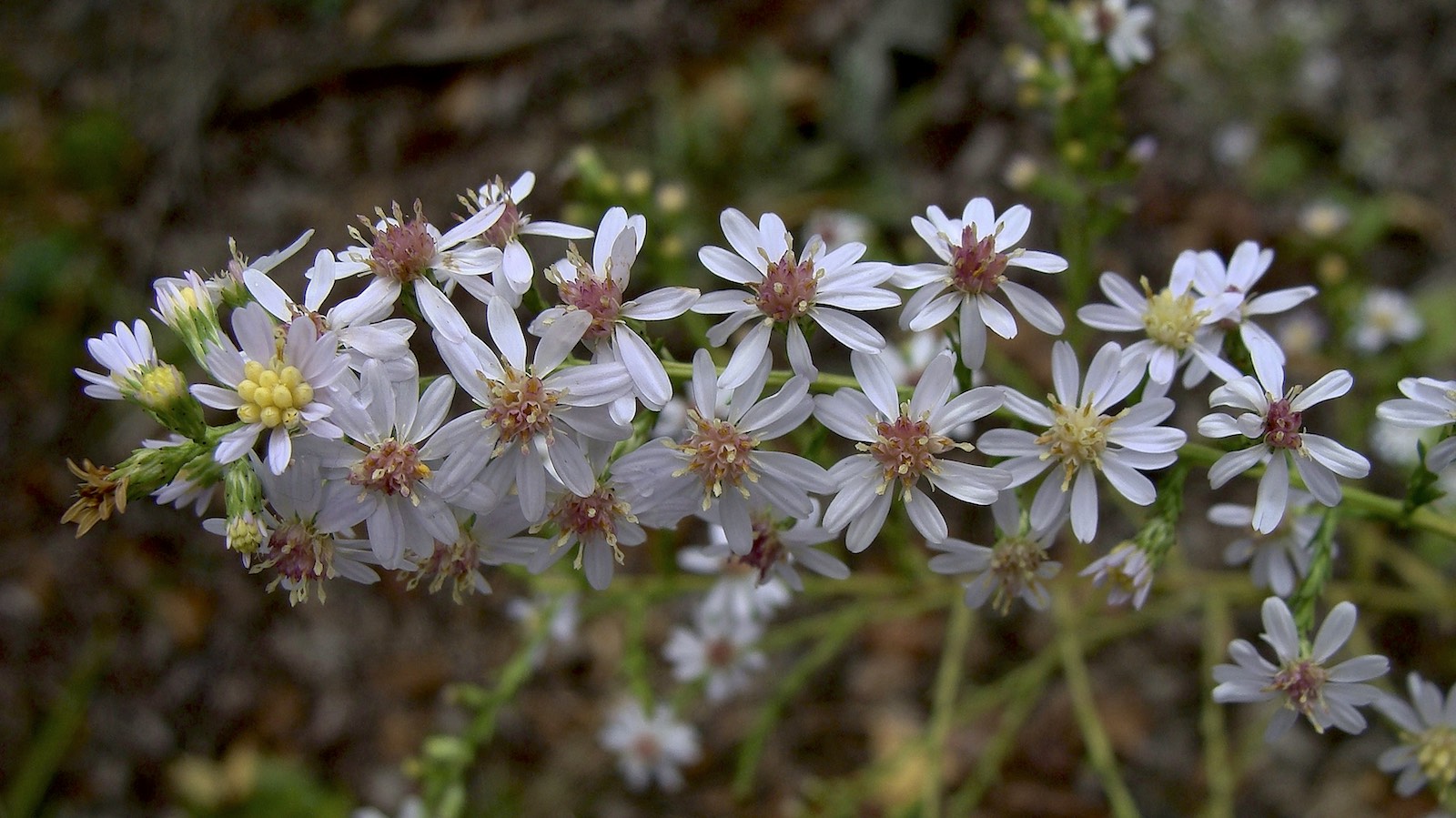 Arkansas Native Plants – Pink/Purple Flowers | Arkansas Native Plant ...