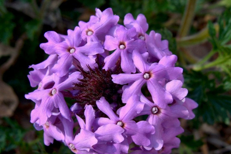 Know Your Natives – Rose Vervain | Arkansas Native Plant Society