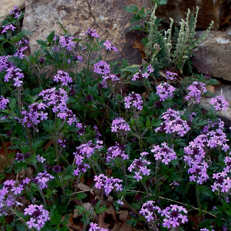 Arkansas Native Plants – Pink/Purple Flowers | Arkansas Native Plant ...