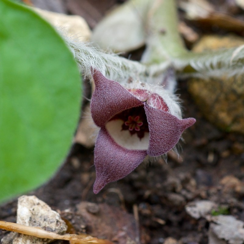 Arkansas Native Plants – Pink/Purple Flowers | Arkansas Native Plant ...