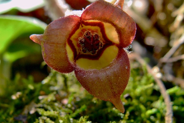 Know Your Natives – Wild Ginger | Arkansas Native Plant Society