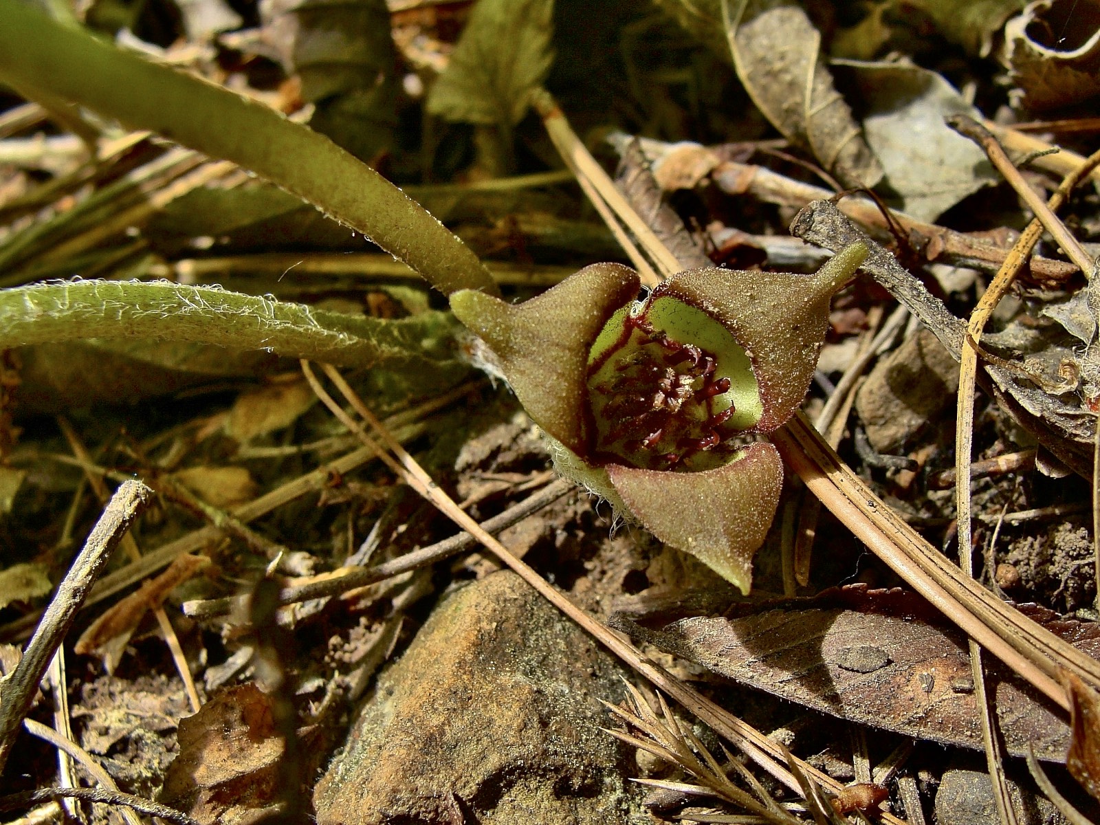 Know Your Natives – Wild Ginger | Arkansas Native Plant Society