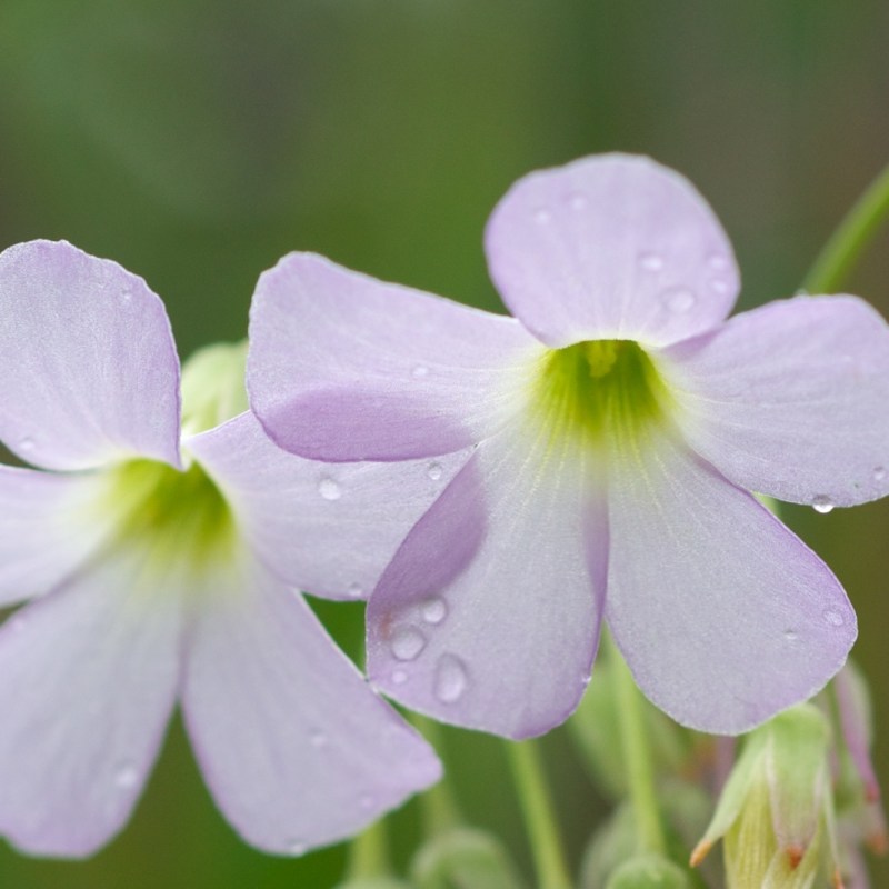Arkansas Native Plants – Pink/Purple Flowers | Arkansas Native Plant ...