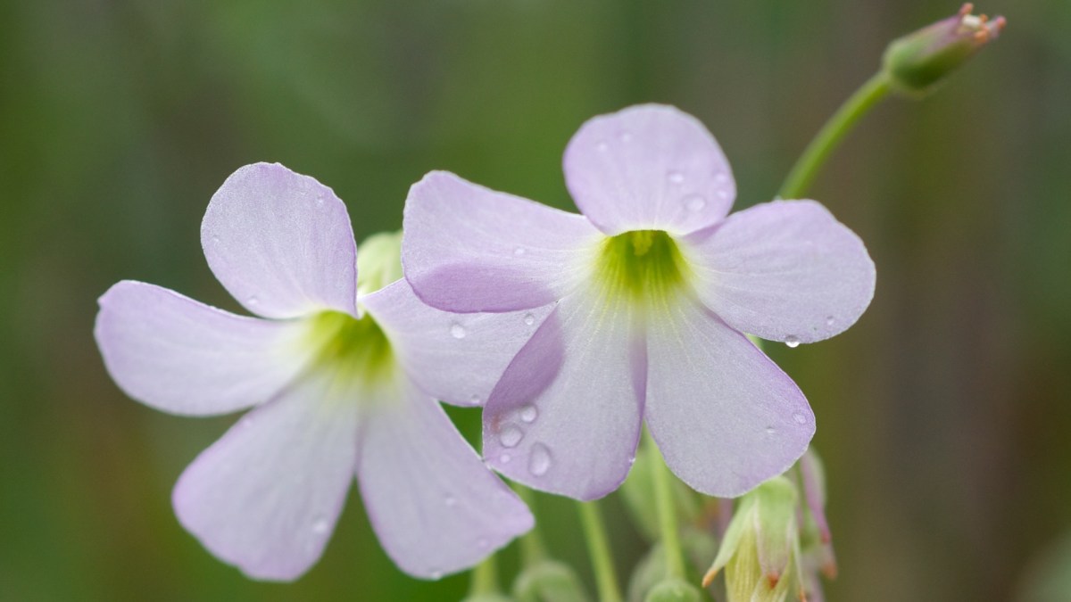 Know Your Natives – Violet Wood Sorrel | Arkansas Native Plant Society