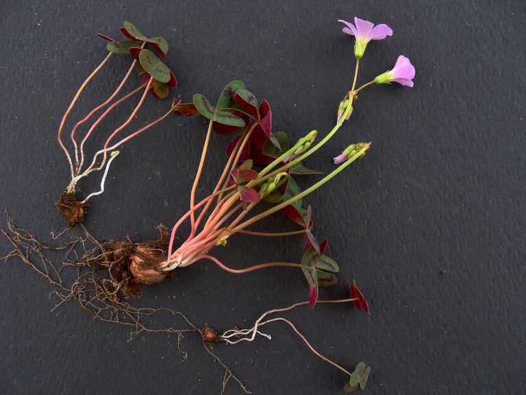 Know Your Natives – Violet Wood Sorrel | Arkansas Native Plant Society