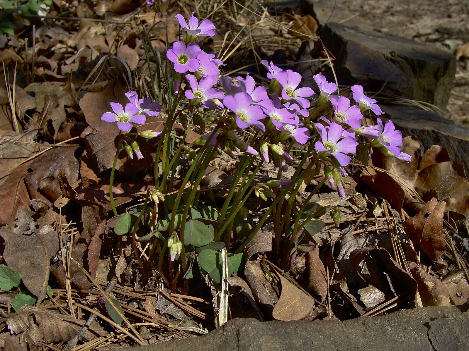 Know Your Natives – Violet Wood Sorrel | Arkansas Native Plant Society