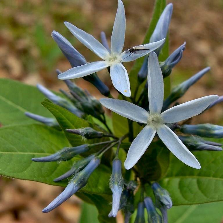 Arkansas Native Plants – Blue Flowers | Arkansas Native Plant Society