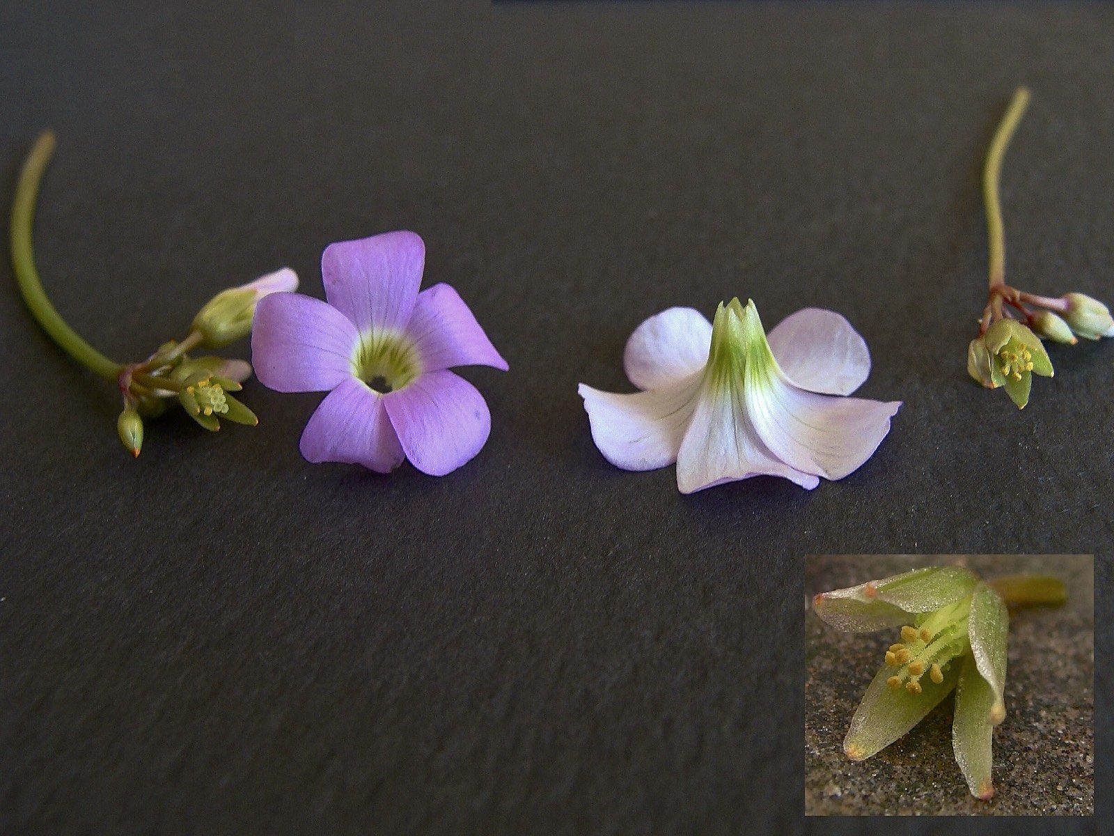 Know Your Natives – Violet Wood Sorrel | Arkansas Native Plant Society