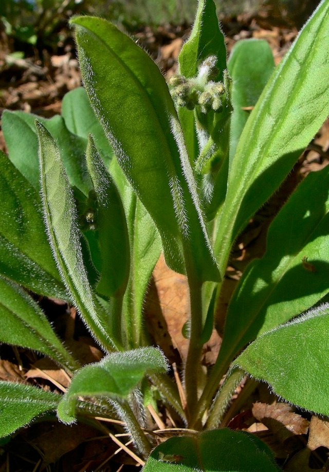 Know Your Natives – Wild Comfrey | Arkansas Native Plant Society