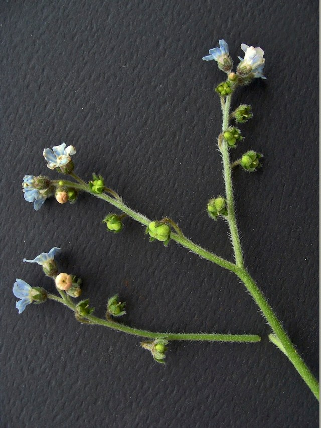 Know Your Natives – Wild Comfrey | Arkansas Native Plant Society