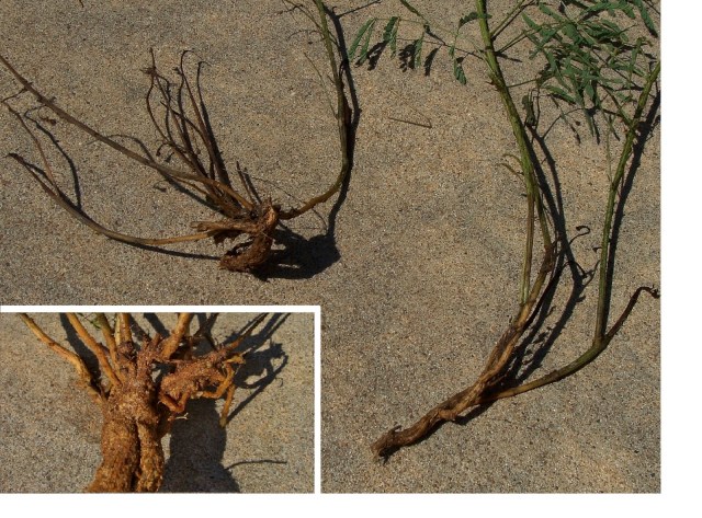 Know Your Natives – Sensitive Brier | Arkansas Native Plant Society