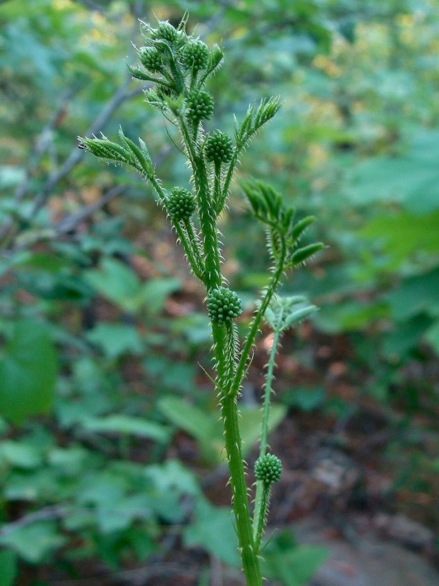 Know Your Natives – Sensitive Brier | Arkansas Native Plant Society
