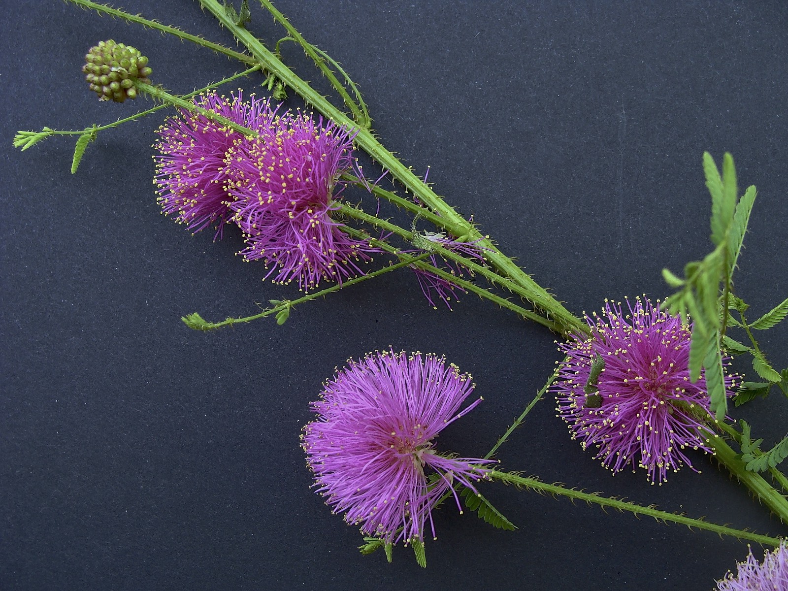 Know Your Natives – Sensitive Brier | Arkansas Native Plant Society