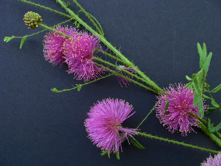 Know Your Natives – Sensitive Brier | Arkansas Native Plant Society