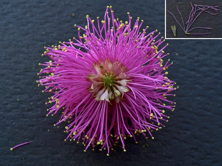 Know Your Natives – Sensitive Brier | Arkansas Native Plant Society