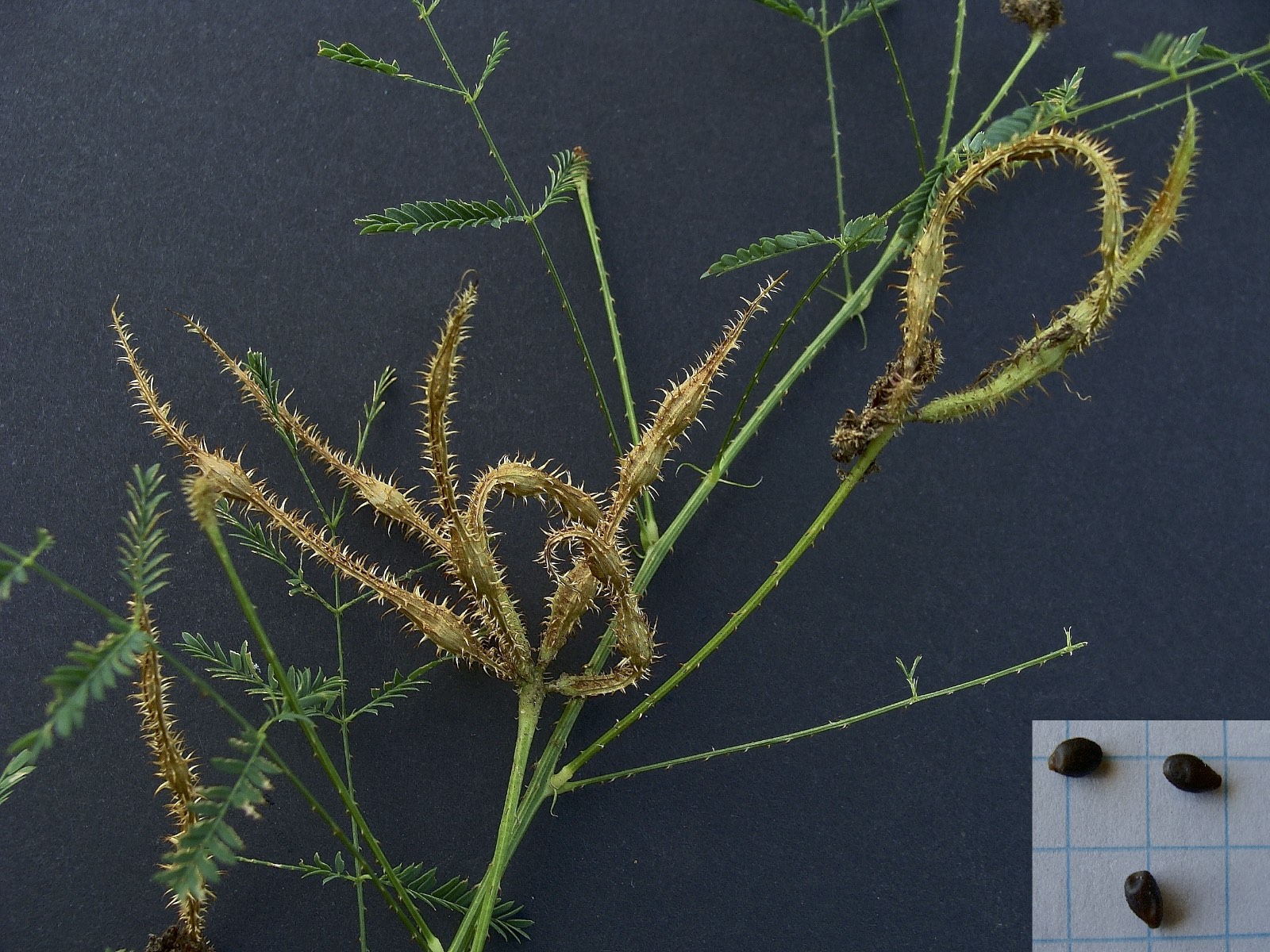 Know Your Natives – Sensitive Brier | Arkansas Native Plant Society