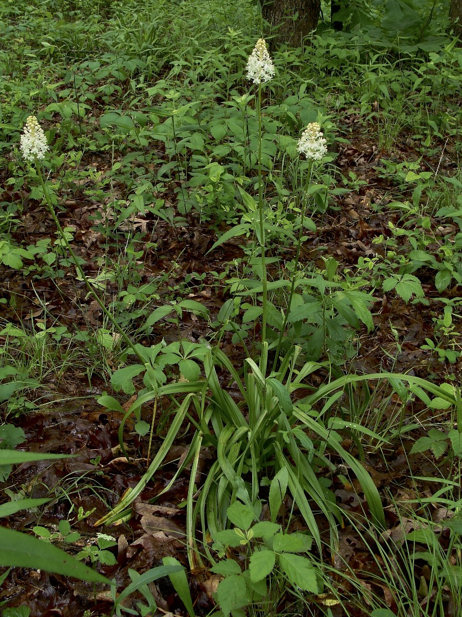 Know Your Natives – Fly poison | Arkansas Native Plant Society