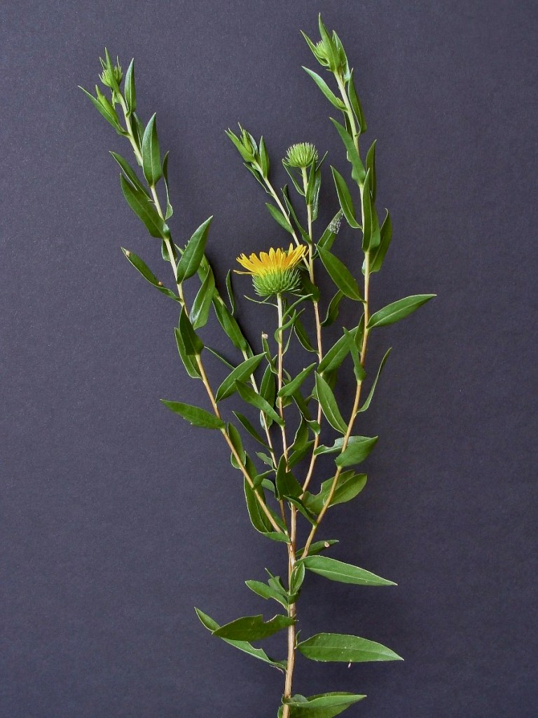 Know Your Natives – Gum plant | Arkansas Native Plant Society