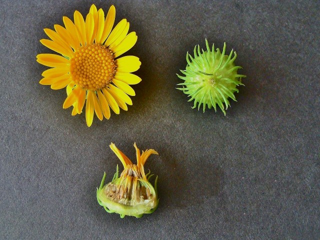 Know Your Natives – Gum plant | Arkansas Native Plant Society