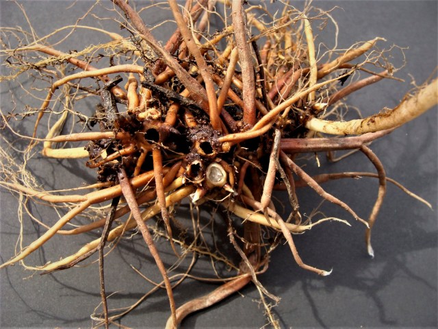 Know Your Natives – Wood nettle | Arkansas Native Plant Society