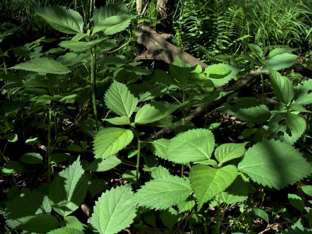 Know Your Natives – Wood nettle | Arkansas Native Plant Society