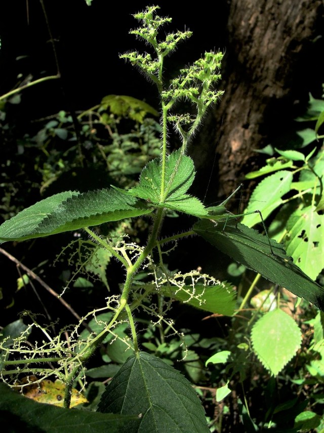 Know Your Natives – Wood nettle | Arkansas Native Plant Society