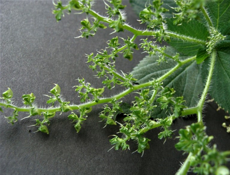 Know Your Natives – Wood nettle | Arkansas Native Plant Society