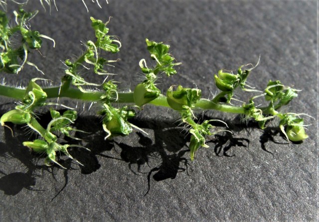 Know Your Natives – Wood nettle | Arkansas Native Plant Society