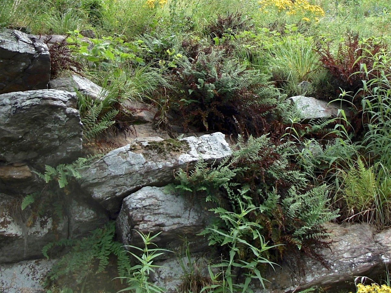 Know Your Natives – Woolly Lip Fern | Arkansas Native Plant Society