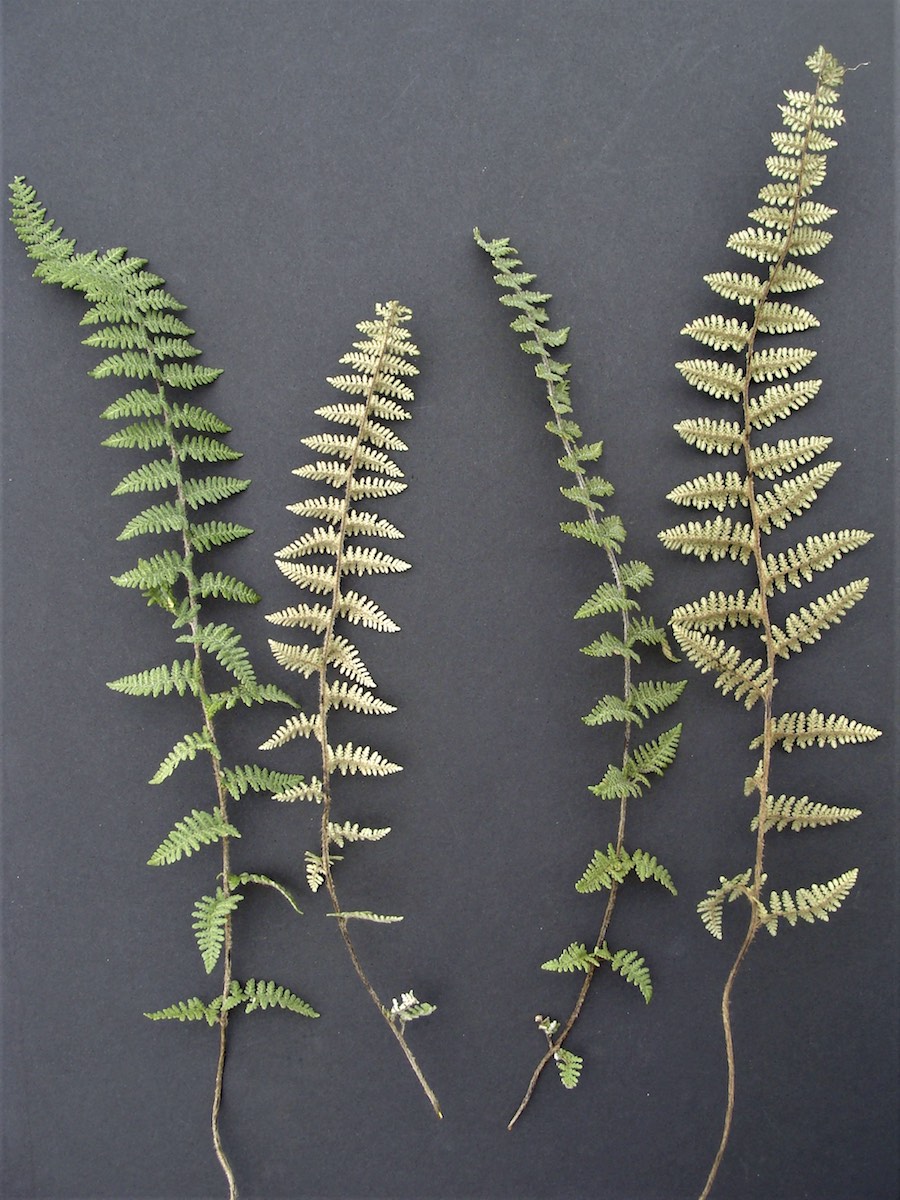 Know Your Natives – Woolly Lip Fern | Arkansas Native Plant Society