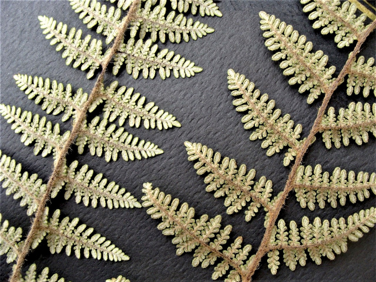 Know Your Natives – Woolly Lip Fern | Arkansas Native Plant Society