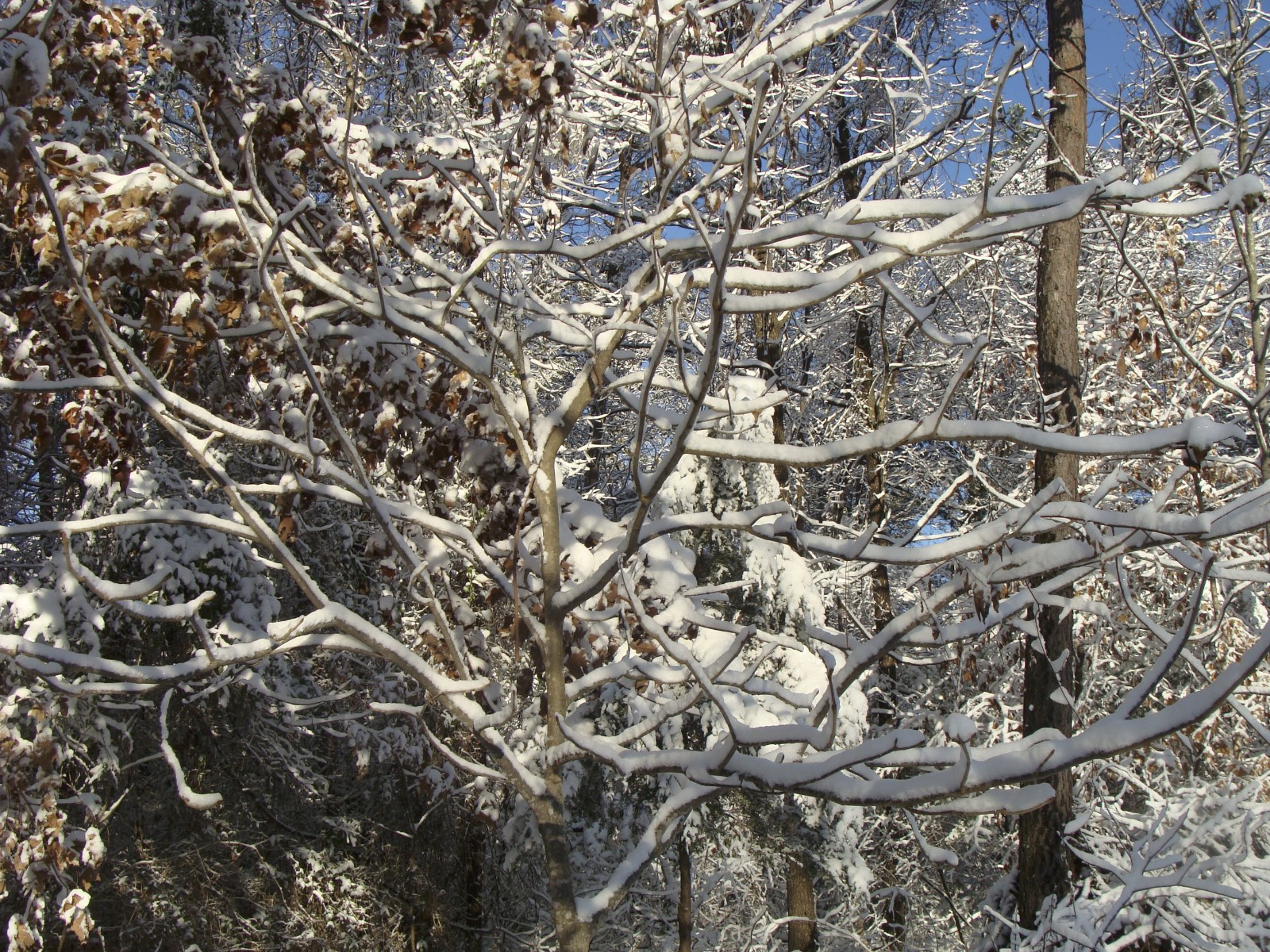 Know Your Natives – Red Buckeye | Arkansas Native Plant Society