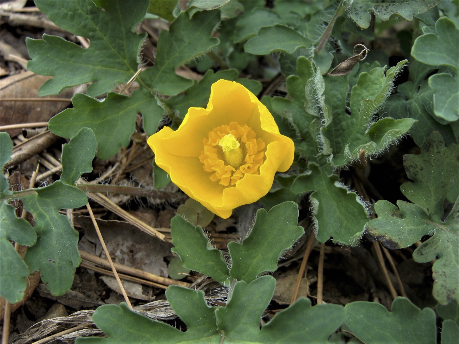 Know Your Natives – Celandine Poppy | Arkansas Native Plant Society