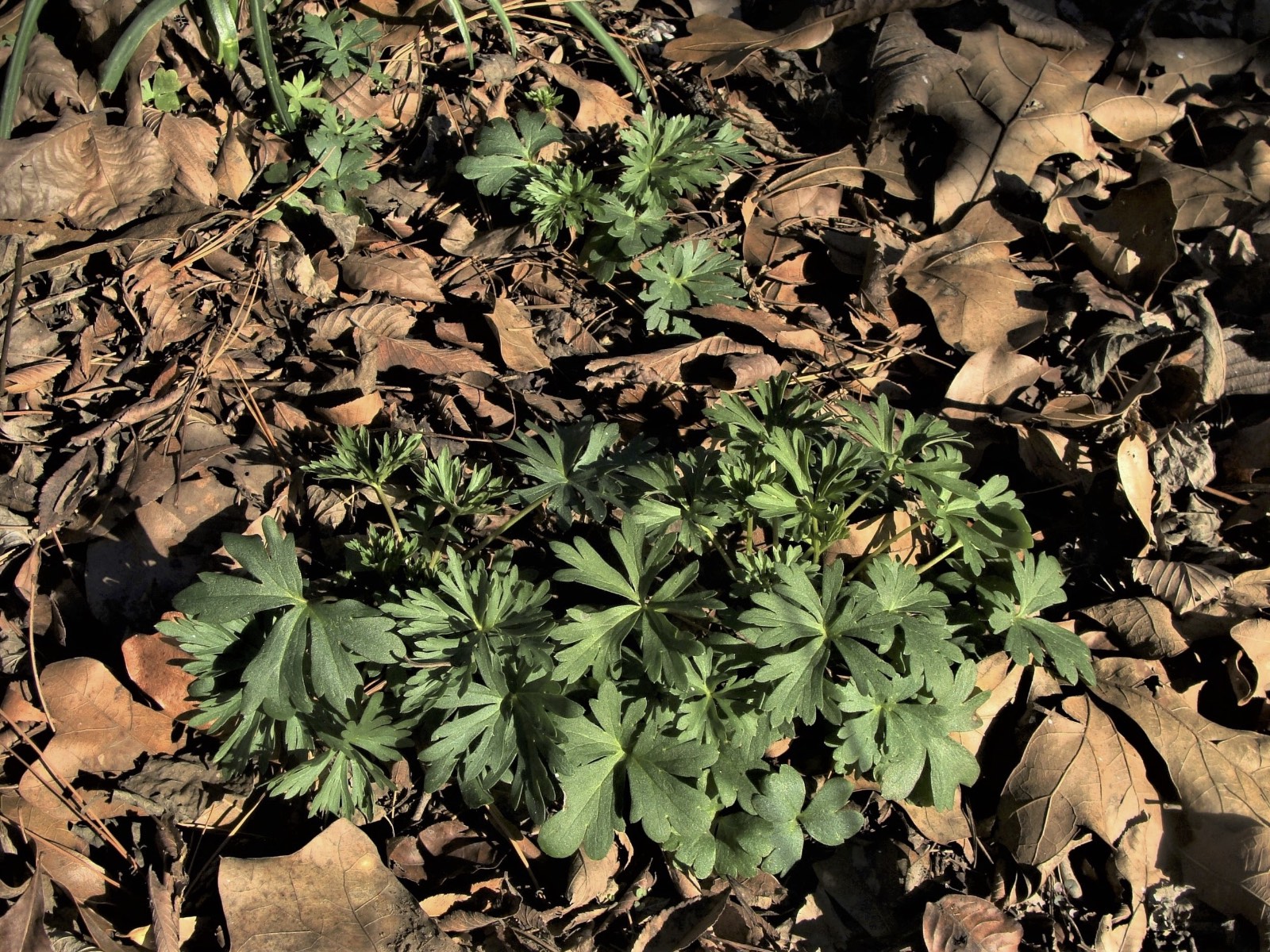Know Your Natives – Carolina Larkspur | Arkansas Native Plant Society