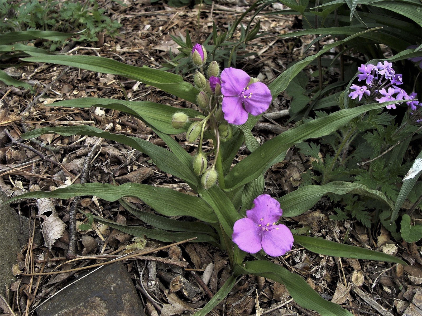 Know Your Natives – Ernest’s Spidewort | Arkansas Native Plant Society