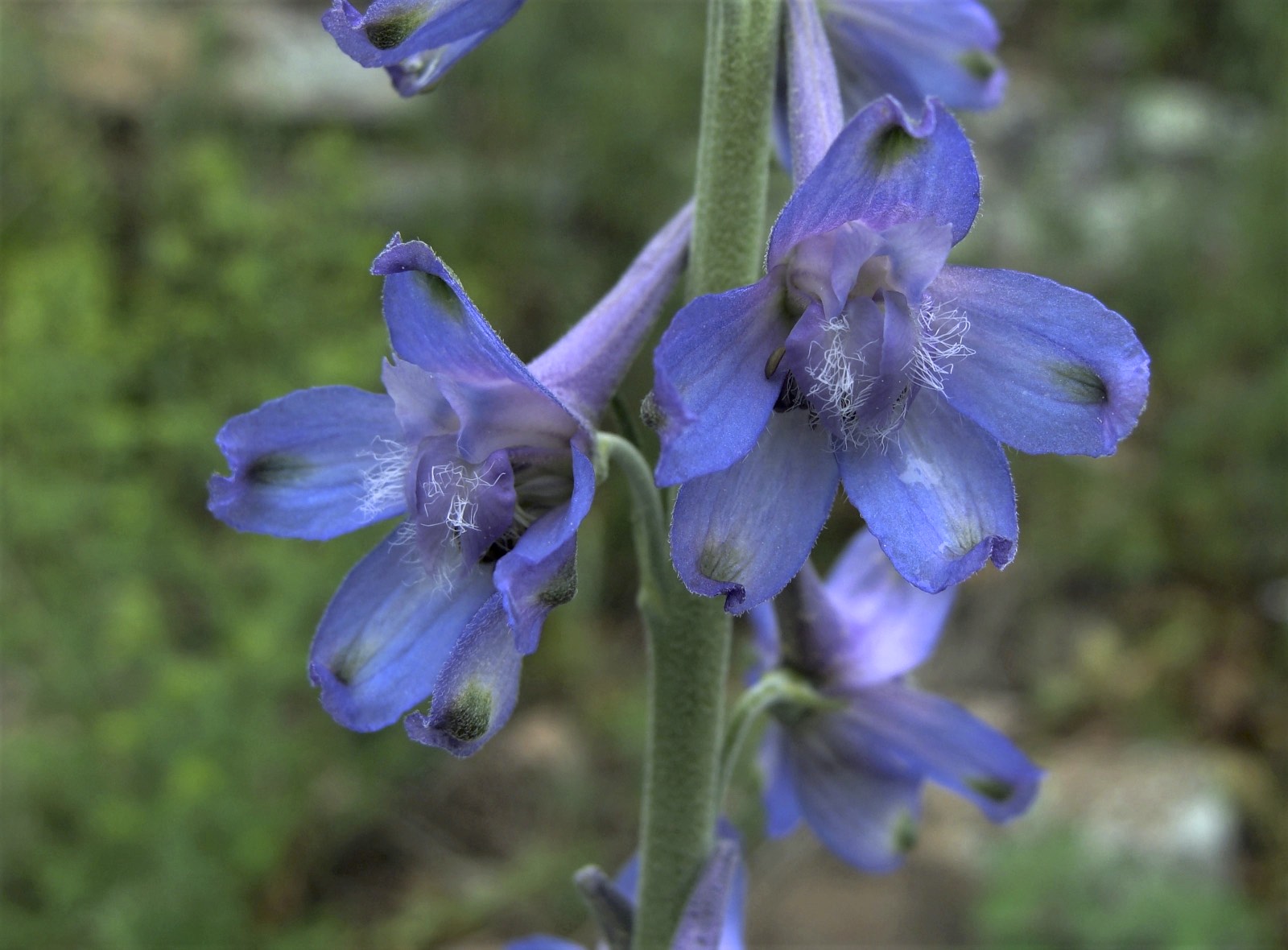 Know Your Natives – Carolina Larkspur | Arkansas Native Plant Society