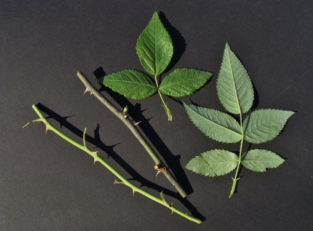 Know Your Natives – Climbing Rose | Arkansas Native Plant Society