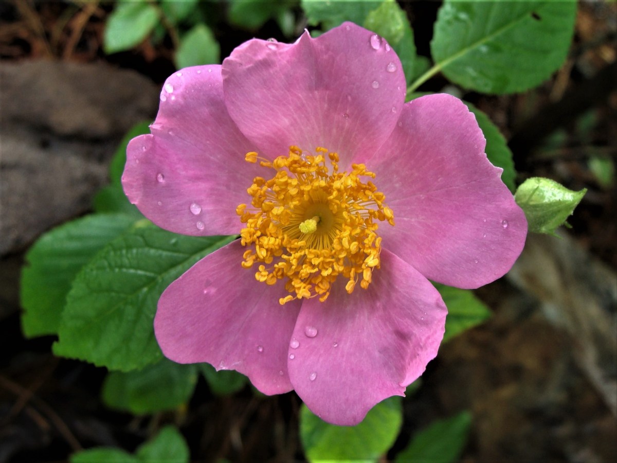 Arkansas Native Plants – Shrubs | Arkansas Native Plant Society