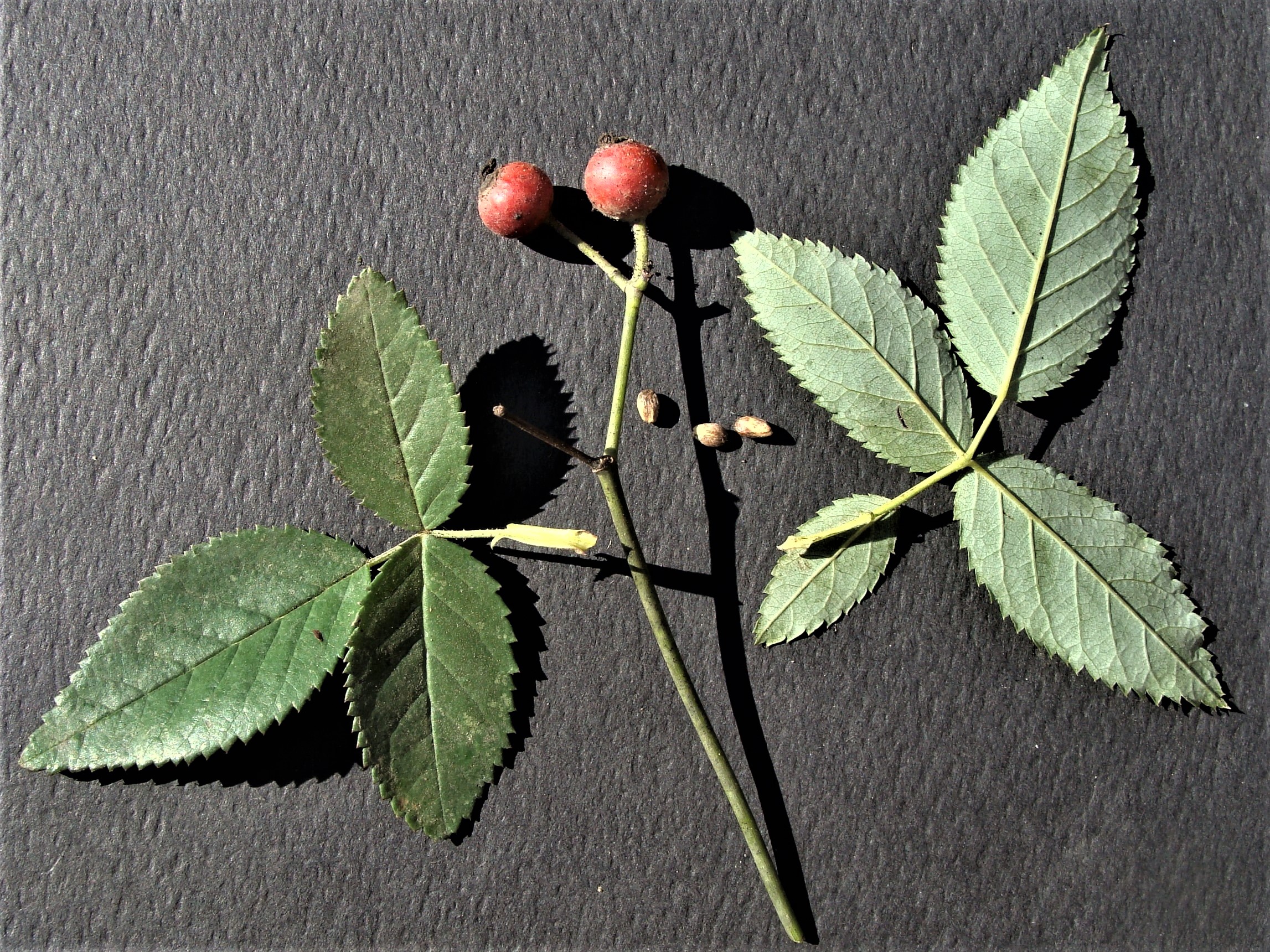 Know Your Natives – Climbing Rose | Arkansas Native Plant Society