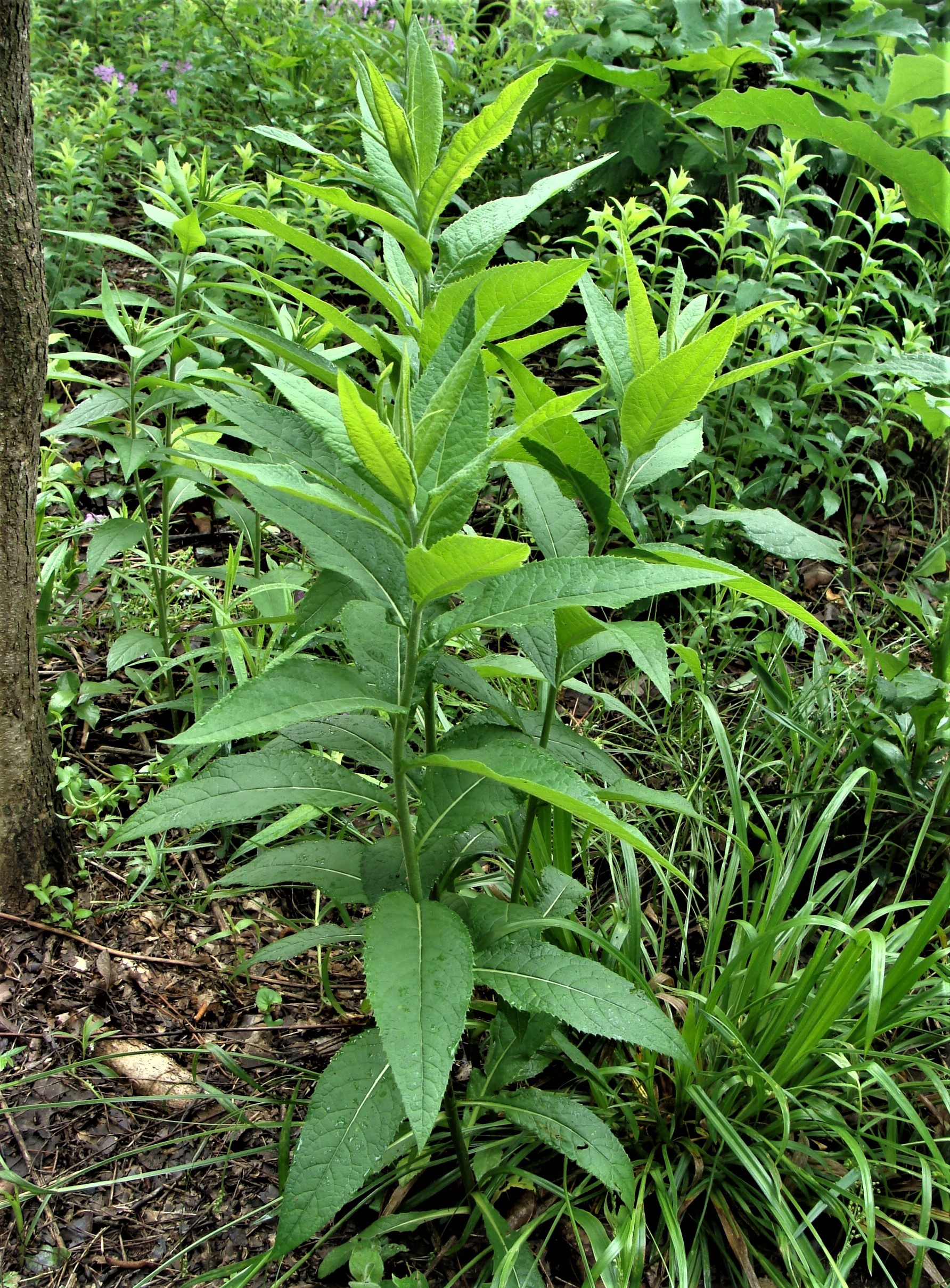 Know Your Natives – Baldwin’s Ironweed | Arkansas Native Plant Society