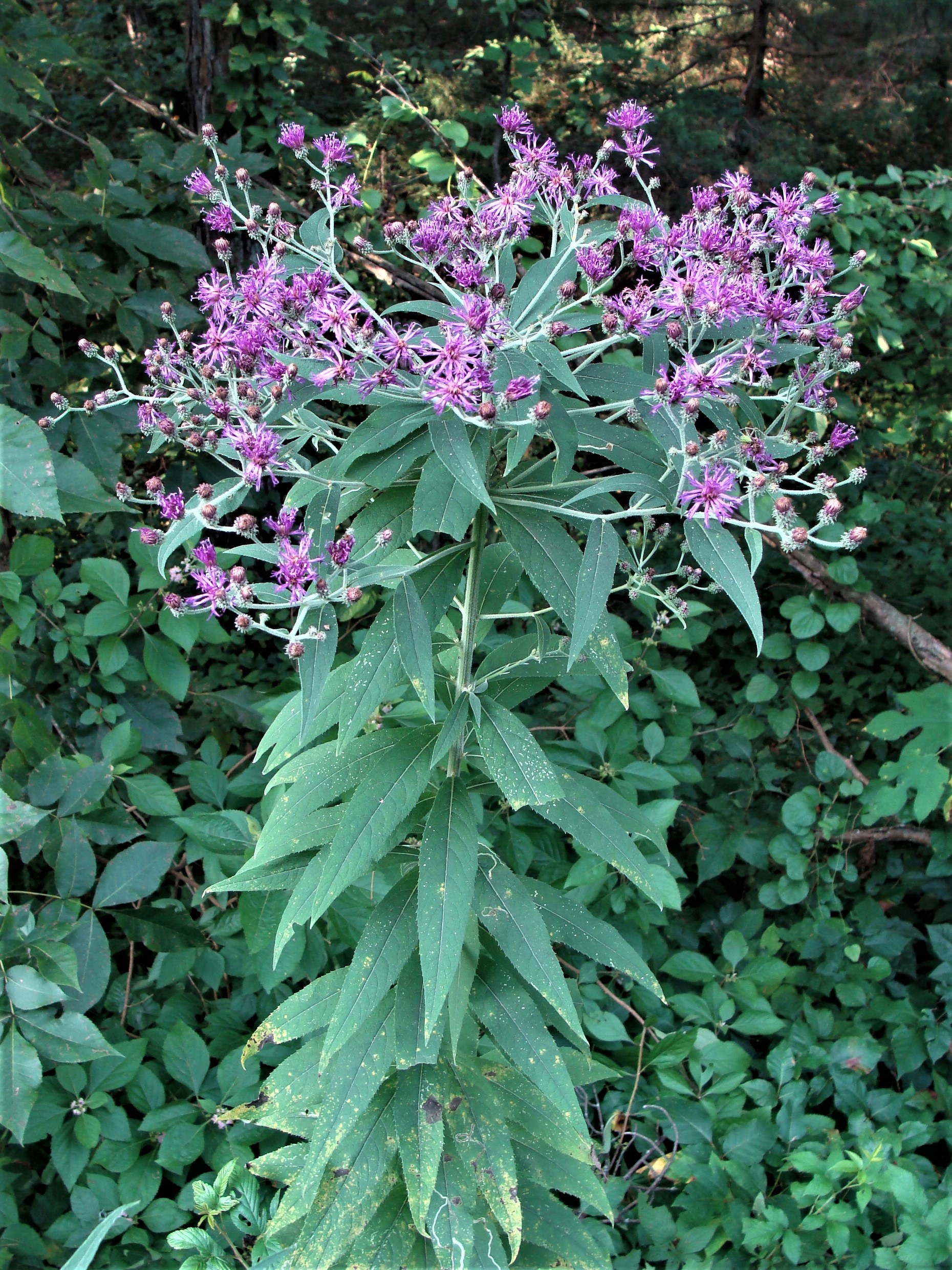 Know Your Natives – Baldwin’s Ironweed | Arkansas Native Plant Society
