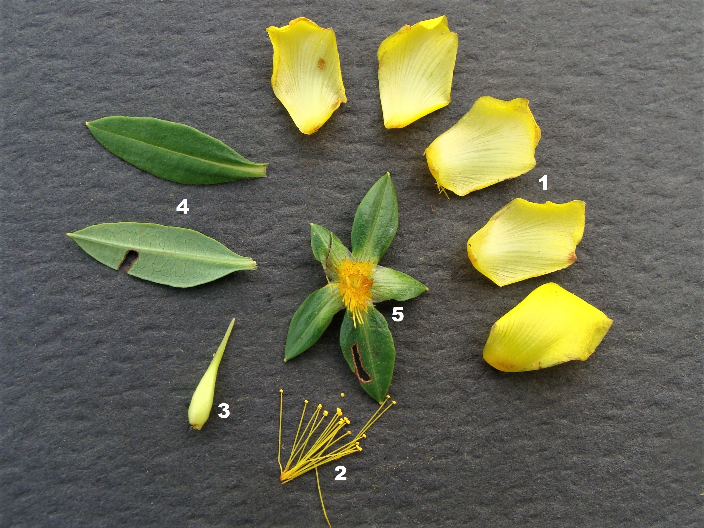 Know Your Natives – Shrubby St. John’s-wort | Arkansas Native Plant Society