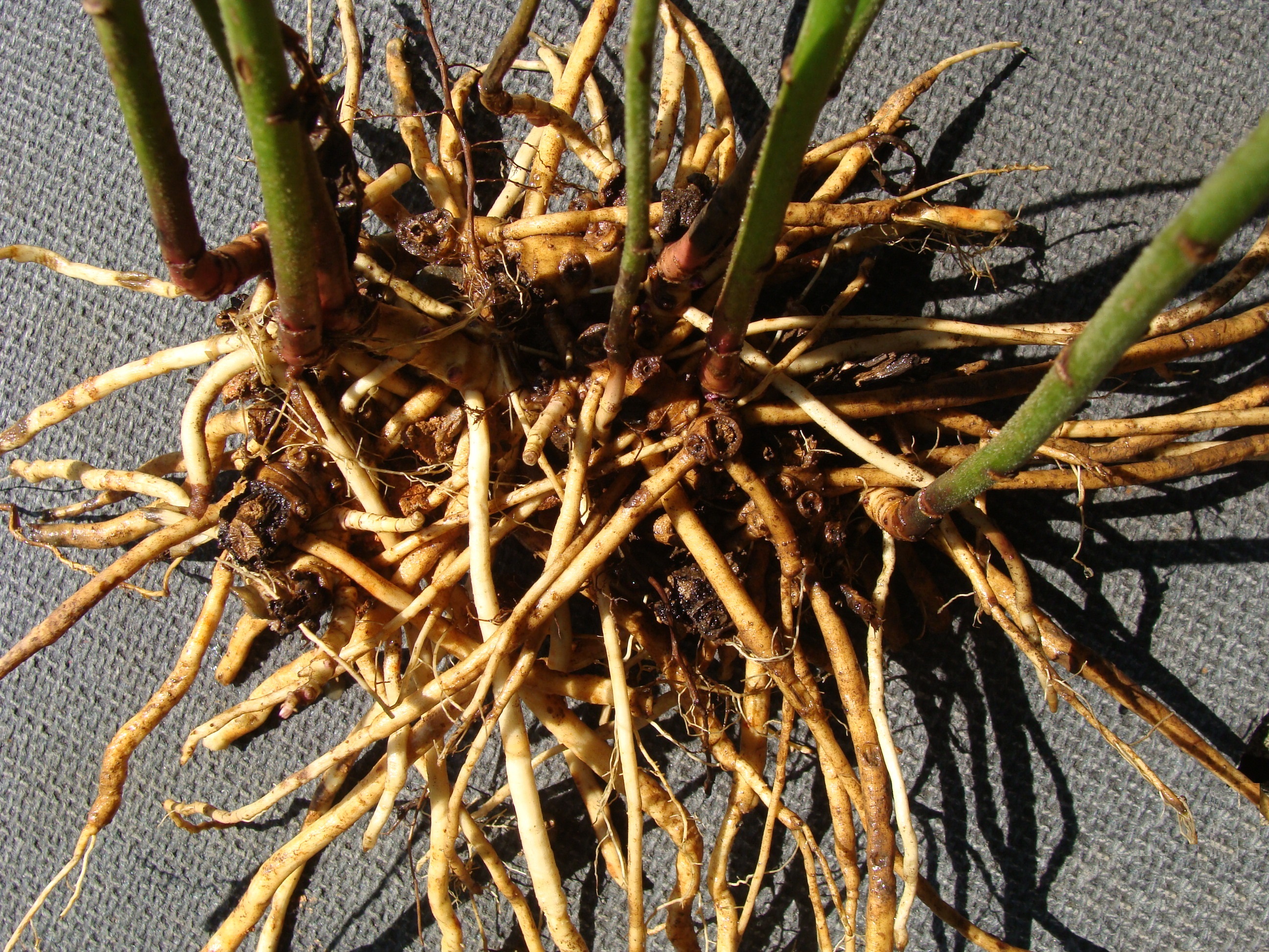 Know Your Natives – Missouri Ironweed | Arkansas Native Plant Society