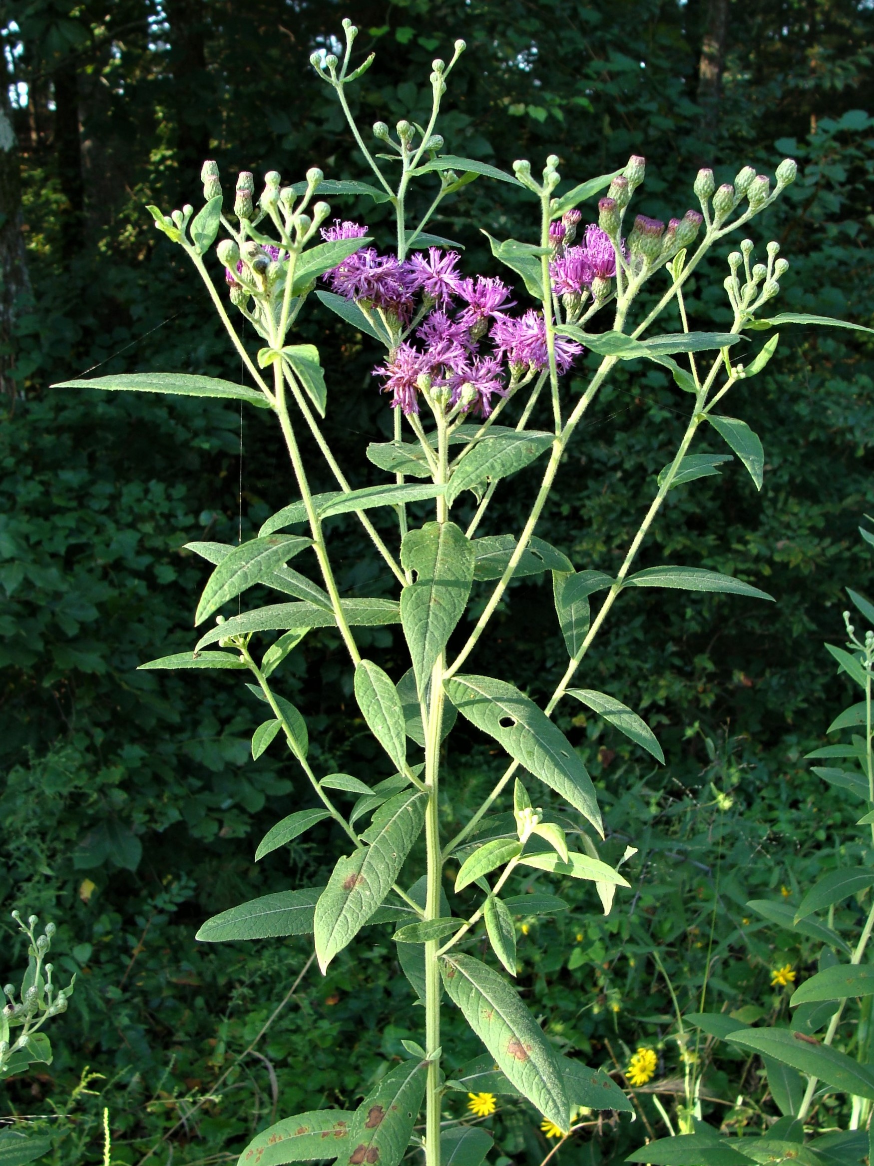 Know Your Natives – Missouri Ironweed | Arkansas Native Plant Society