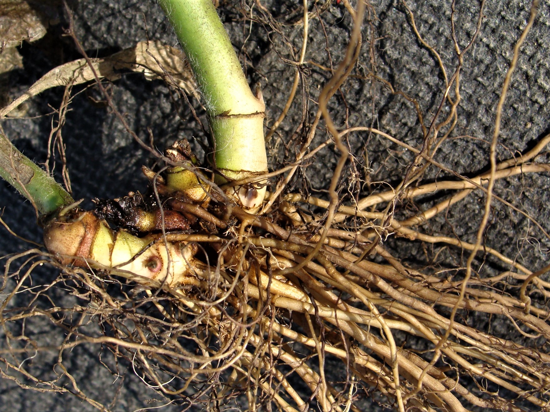 Know Your Natives – Carolina Elephant’s-Foot | Arkansas Native Plant ...