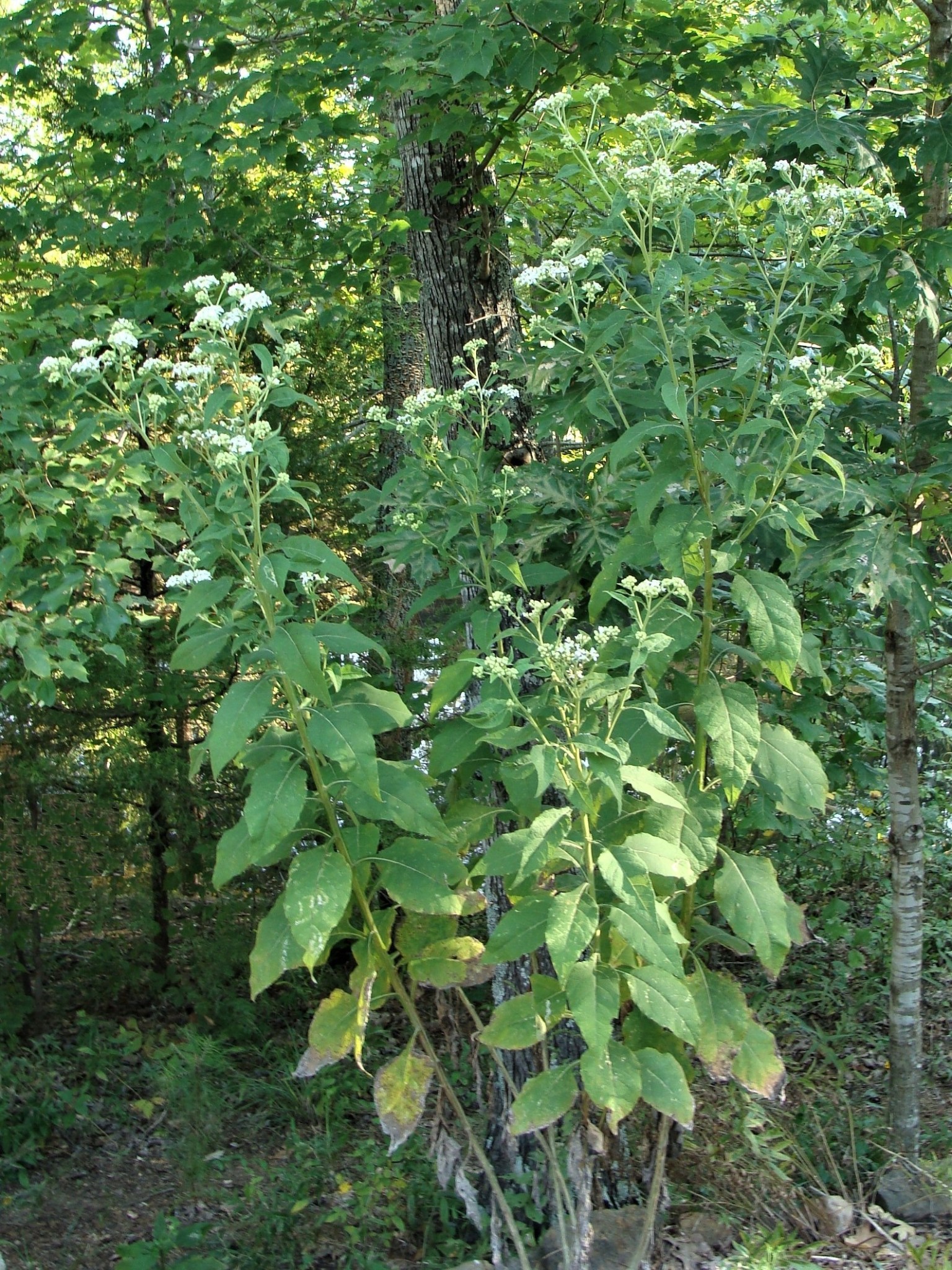 Know Your Natives – White Crownbeard | Arkansas Native Plant Society