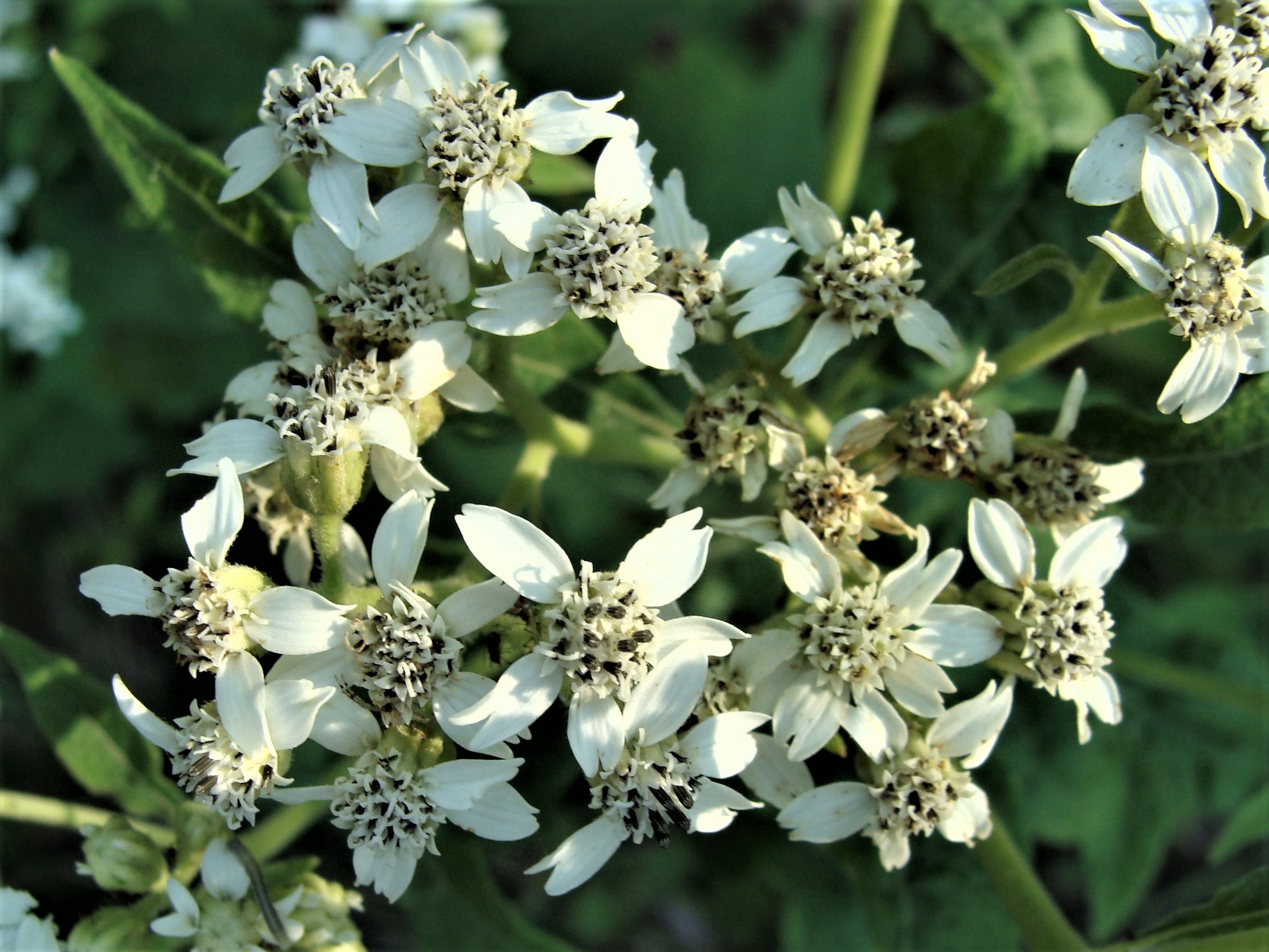 Know Your Natives – White Crownbeard | Arkansas Native Plant Society