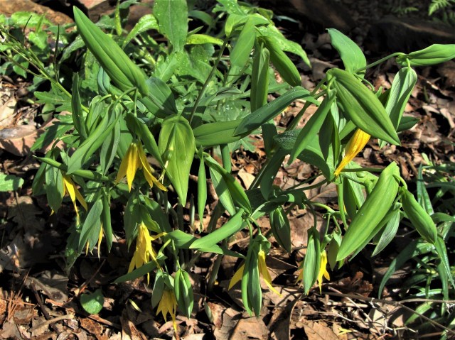 Know Your Natives – Large-Flower Bellwort | Arkansas Native Plant Society