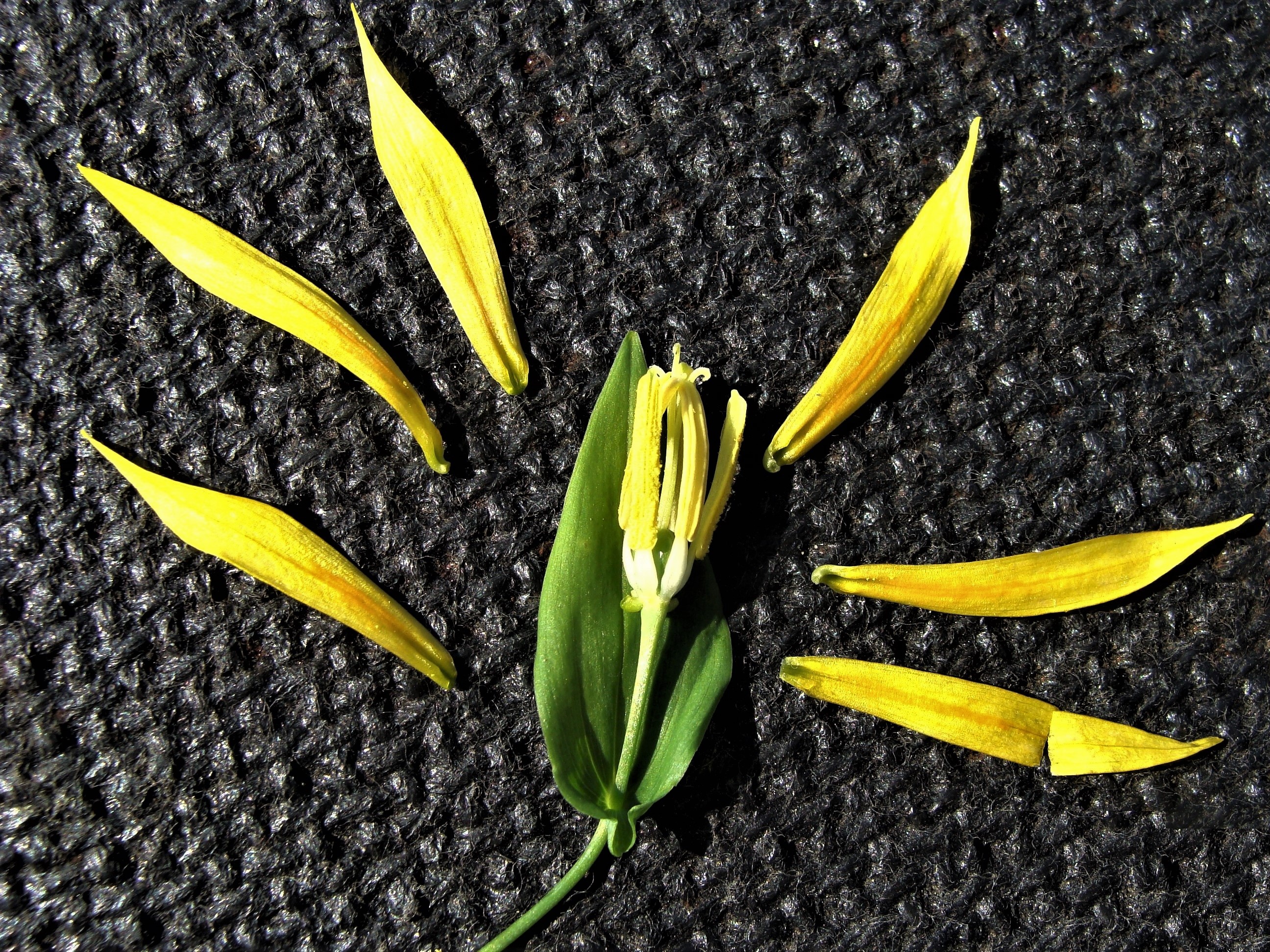 Know Your Natives – Large-Flower Bellwort | Arkansas Native Plant Society